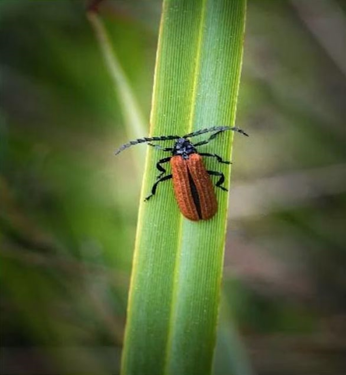 Insects – Essential for biodiversity – Frankston City Council – Green ...